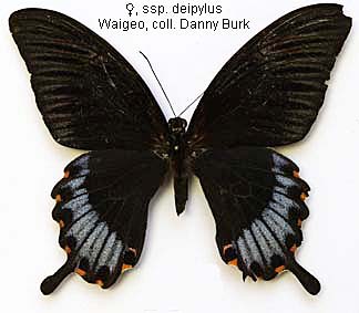 Papua Insects Foundation (Lepidoptera/Papilionidae/Papilio deiphobus)